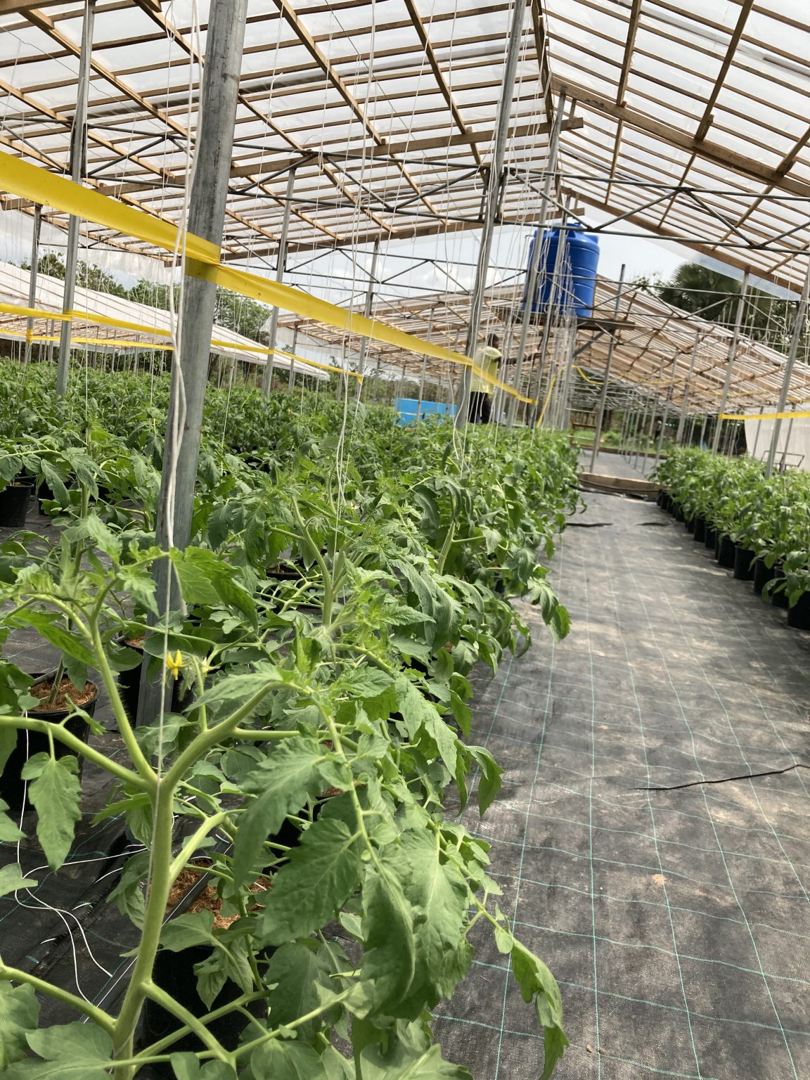 HortIvoire – Agrifer