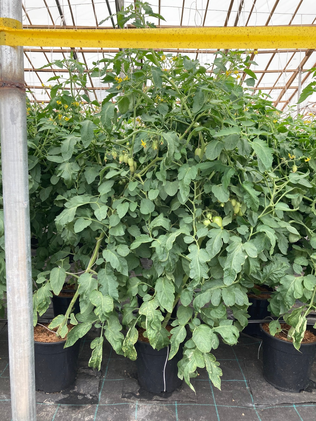 HortIvoire – Agrifer